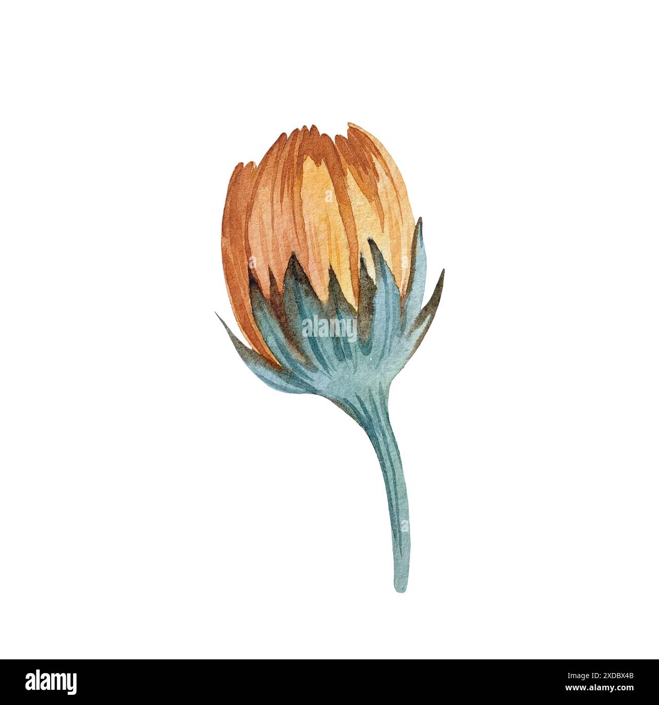 Calendula watercolor flower isolated on white background Stock Photo ...