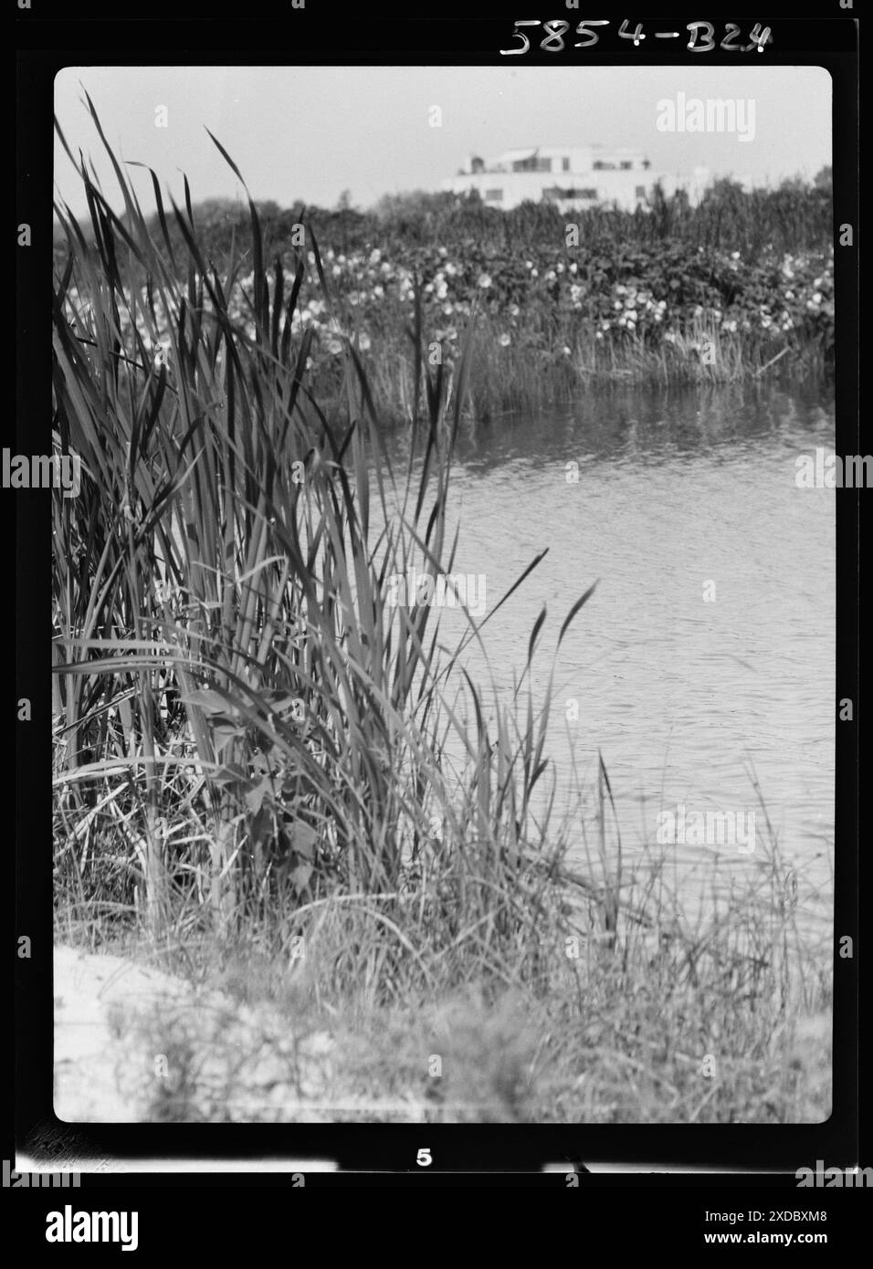 House and grounds of "The Shallows," property of Lucien Hamilton Tyng ...