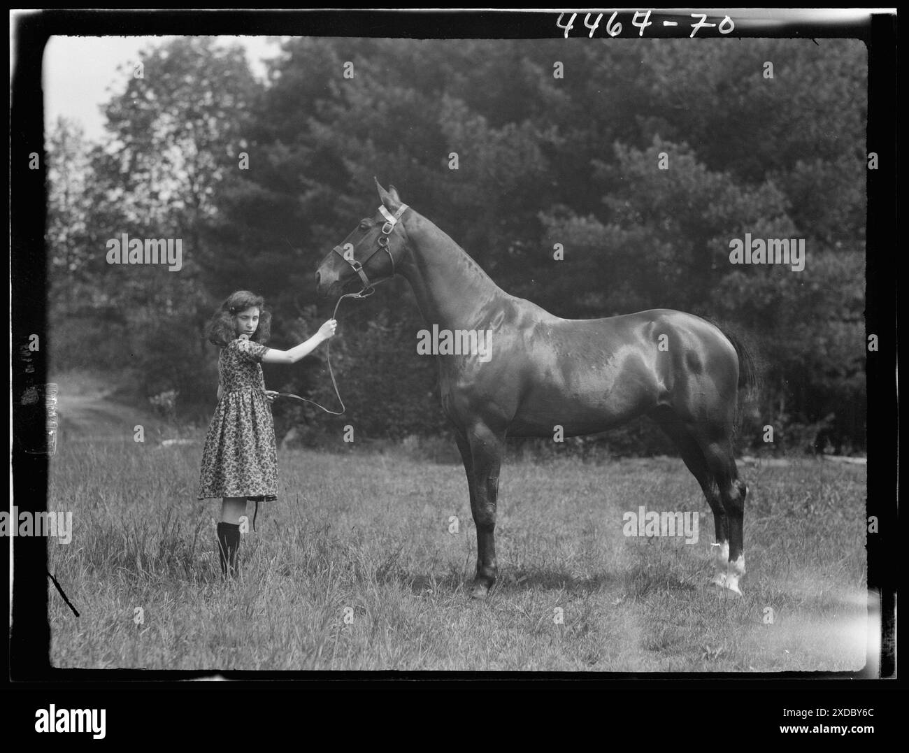 Wertheimer, A., Mr., horse of. Genthe photograph collection Stock Photo ...