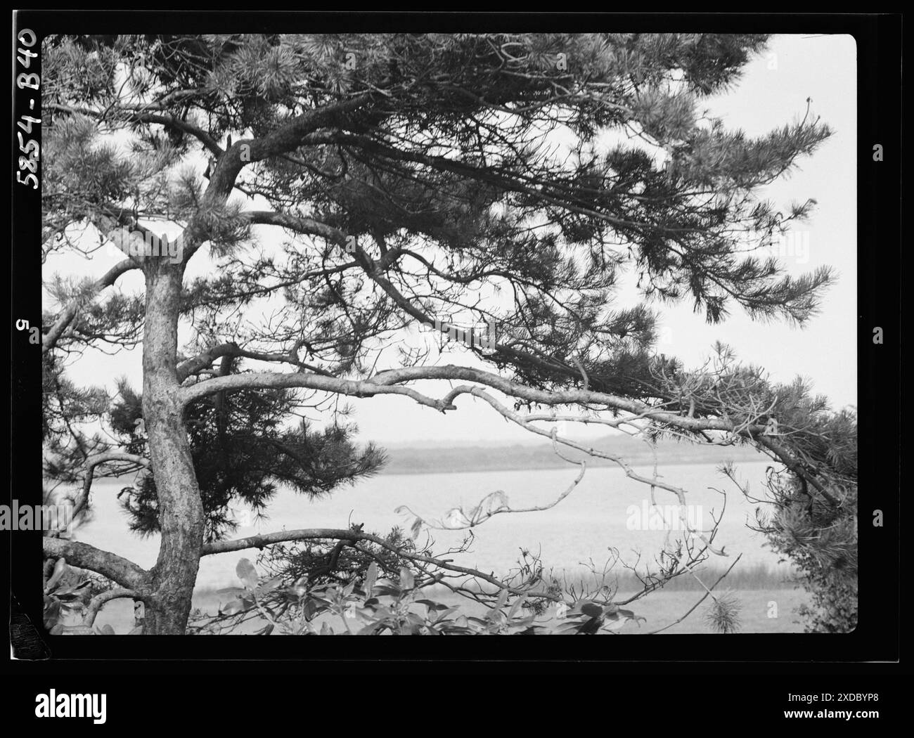 Tree and water view at "The Shallows," property of Lucien Hamilton Tyng ...