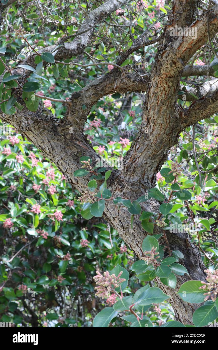 Sugar Sumac, Rhus Ovata, a handsome native arborescent shrub with aging ...