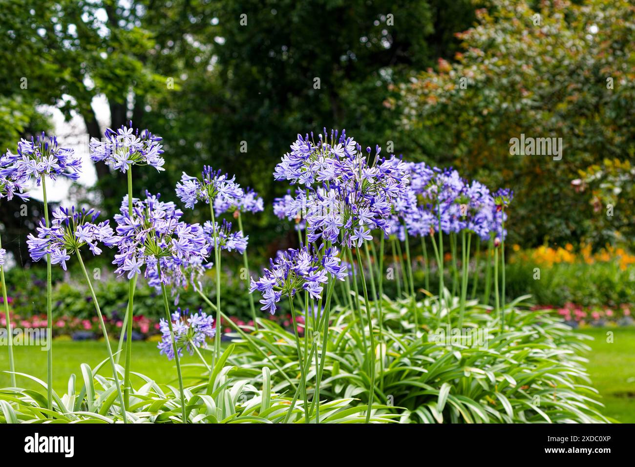 Agapanthus (Agapanthus praecox ), common name blue lily,[ African lily ...