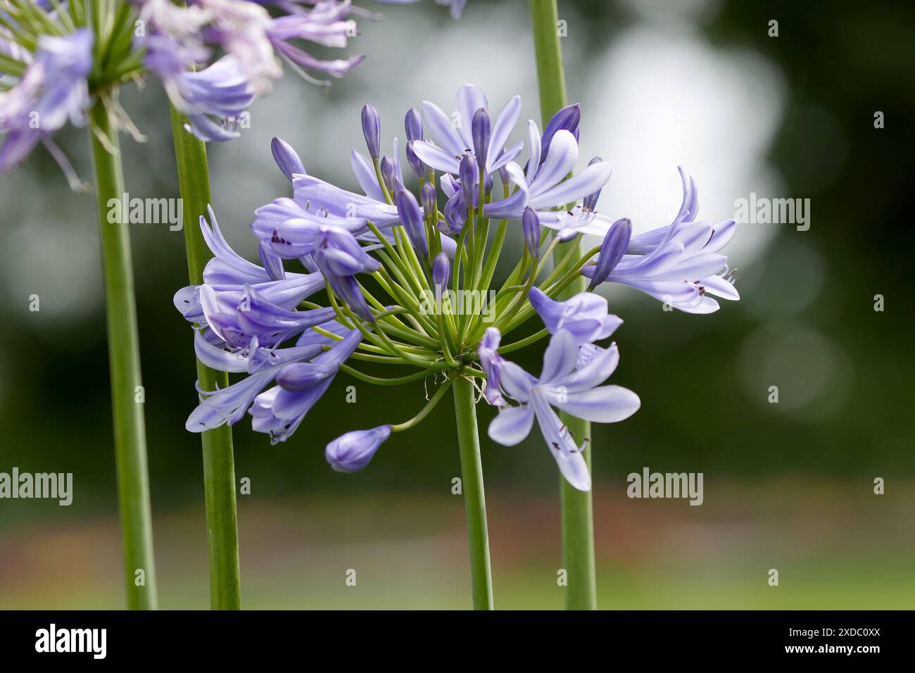 Agapanthus (Agapanthus praecox ), common name blue lily,[ African lily ...