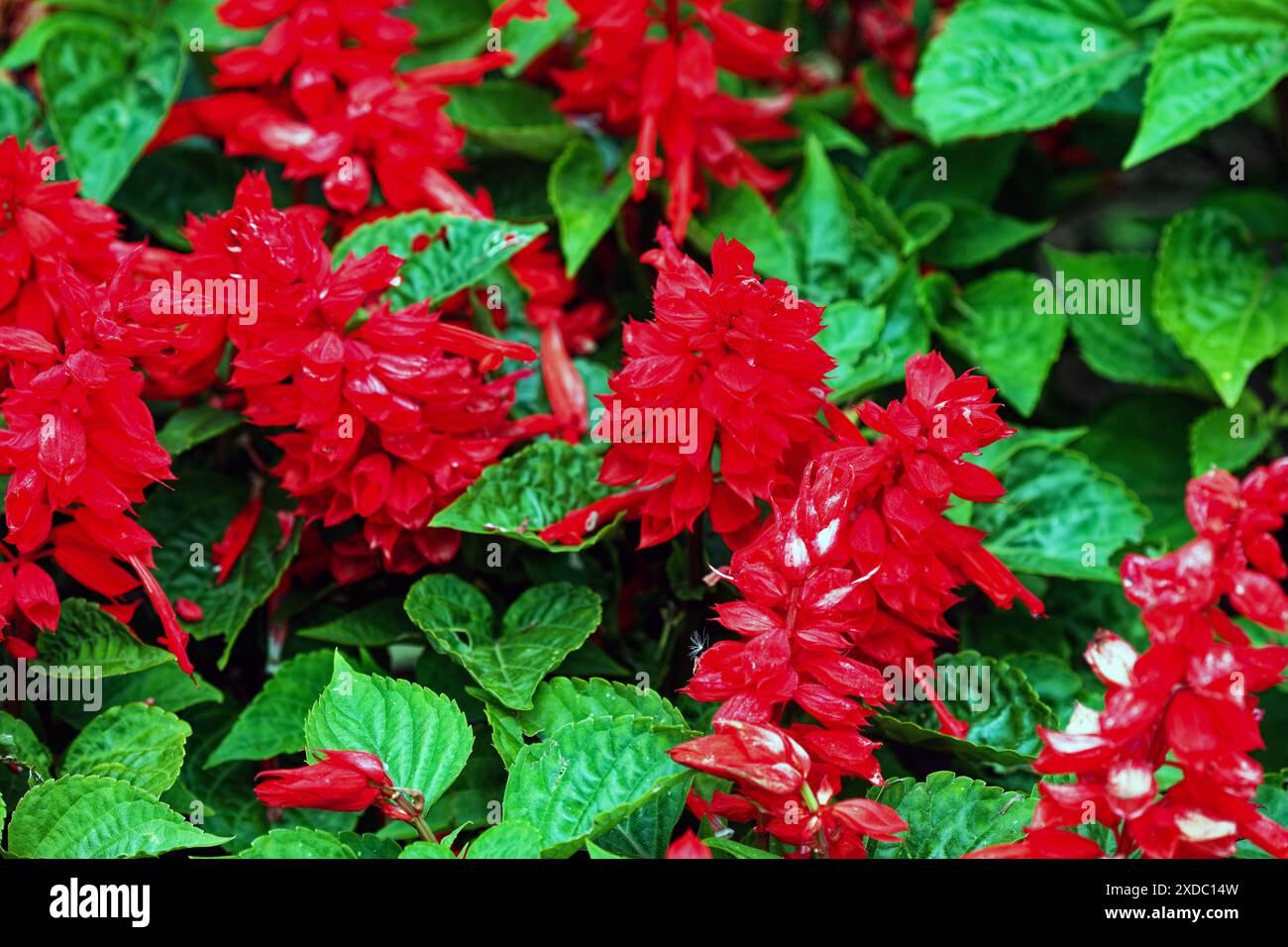 Scarlet Sage (Salvia coccinea) the blood sage,Texas sage, or tropical ...