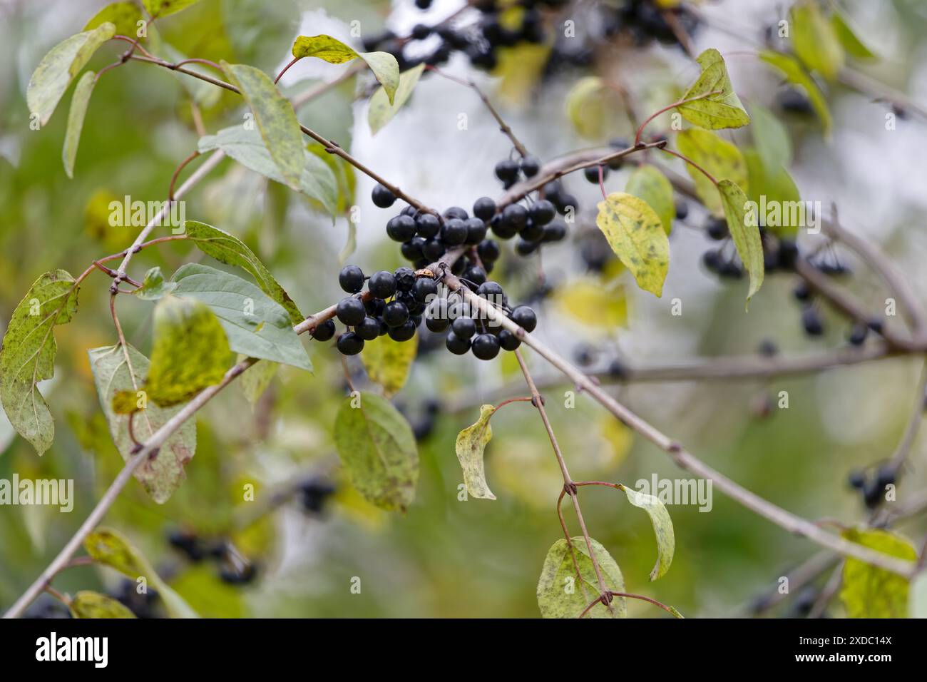 Common buckthorn(Rhamnus cathartica) fruit. The European buckthorn ...