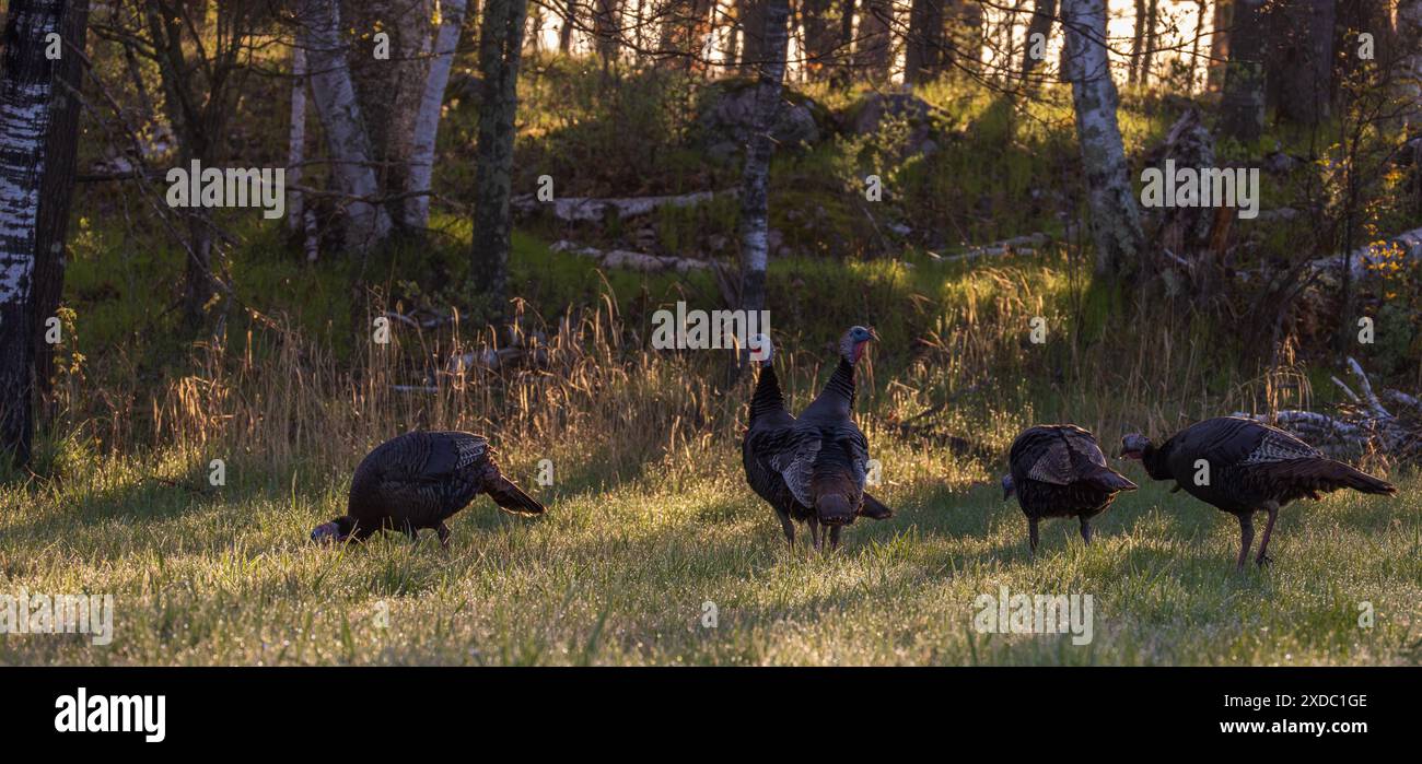 Gang of turkeys hi-res stock photography and images - Alamy