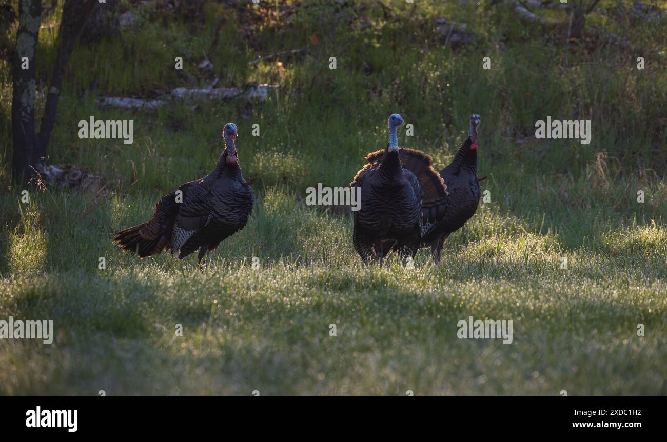 Jake wild turkeys in northern Wisconsin Stock Photo - Alamy