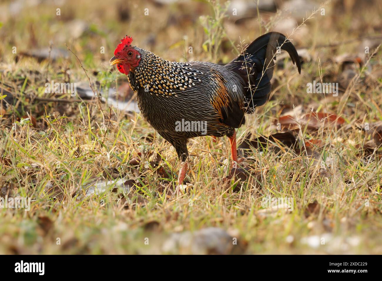 Gray junglefowl - Gallus sonneratii also Sonnerat's junglefowl, wild ...