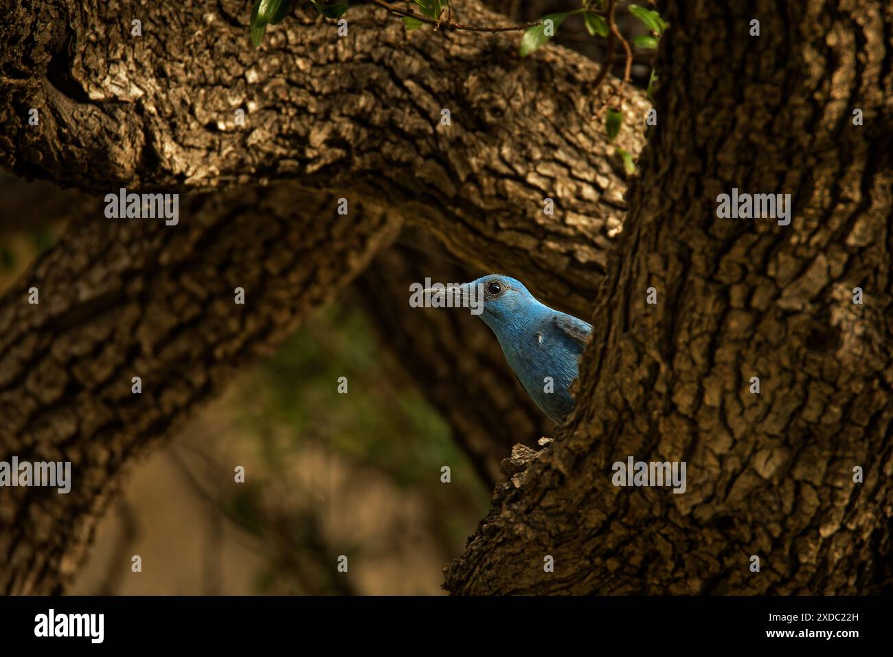 Blue rock thrush malta hi-res stock photography and images - Alamy