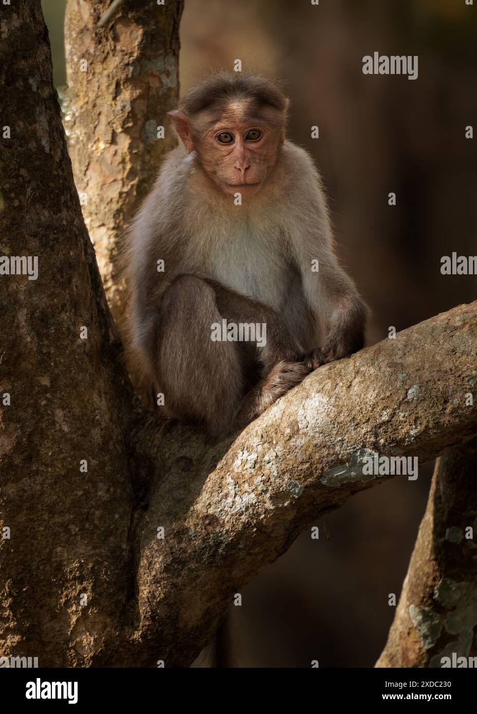 Bonnet macaque - Macaca radiata also zati, monkey endemic to southern ...