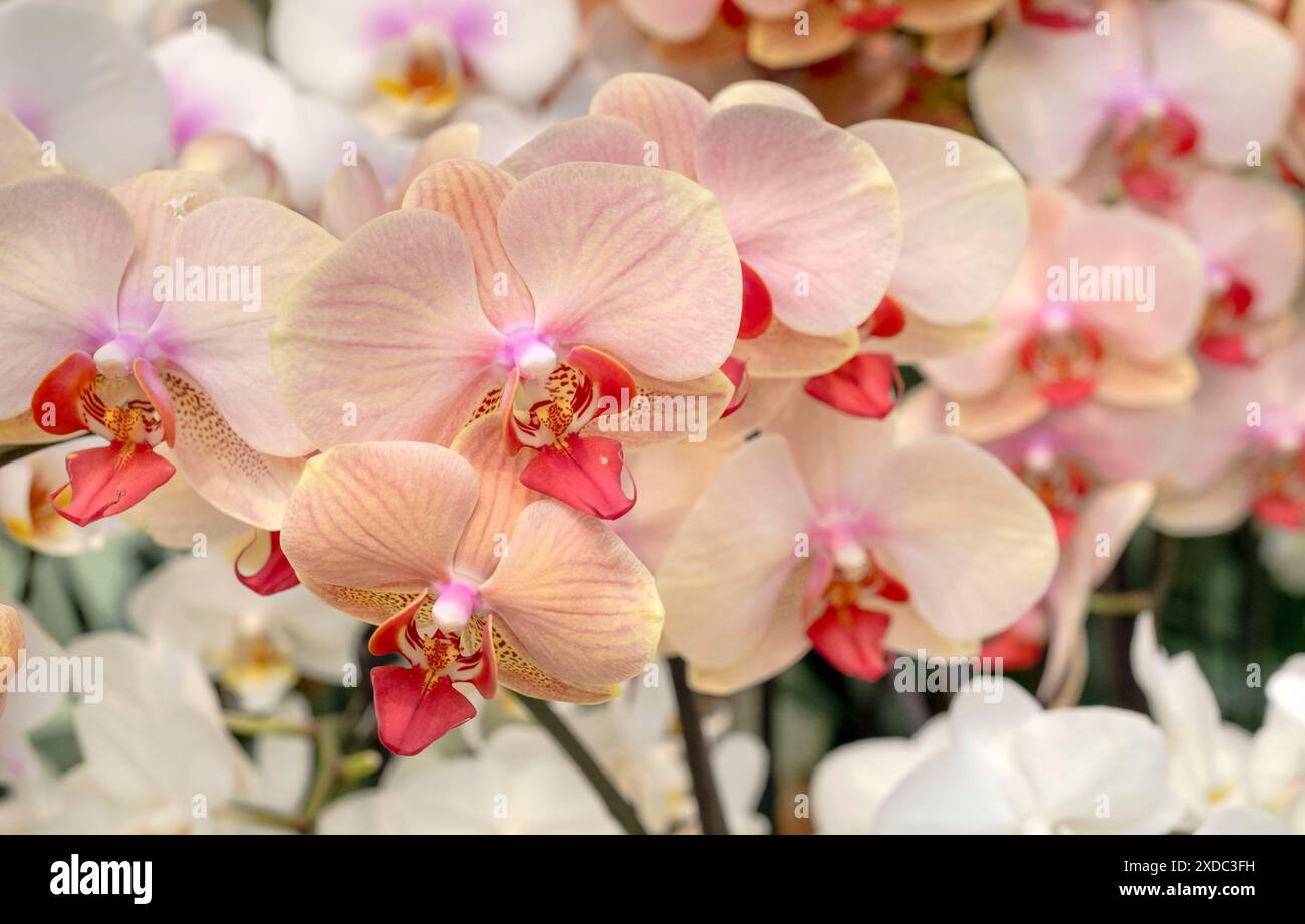 Collection of rare orchids hi-res stock photography and images - Alamy