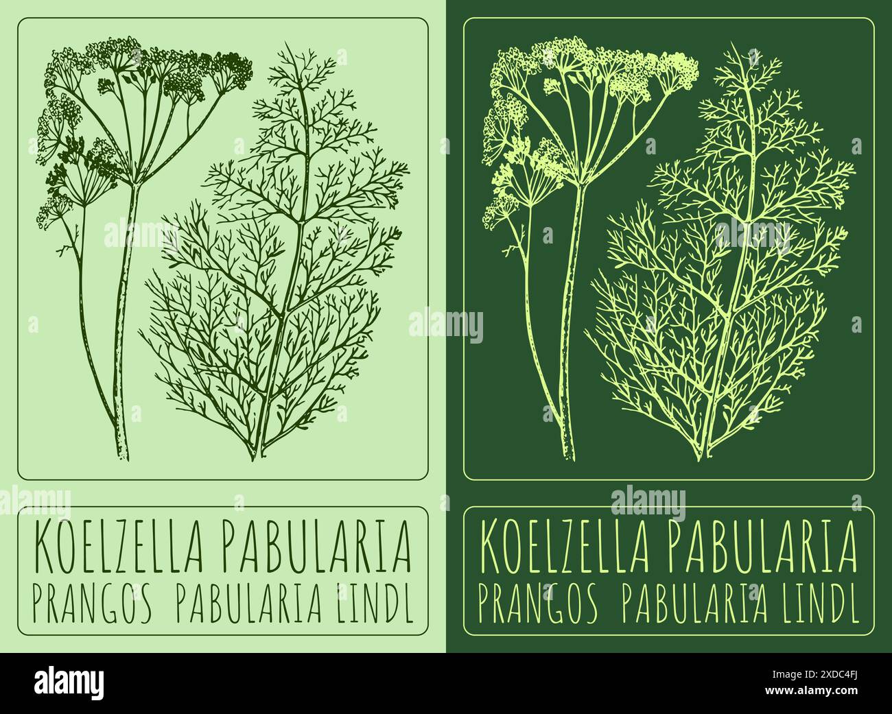 Vector drawing KOELZELLA PABULARIA . Hand drawn illustration. The Latin ...