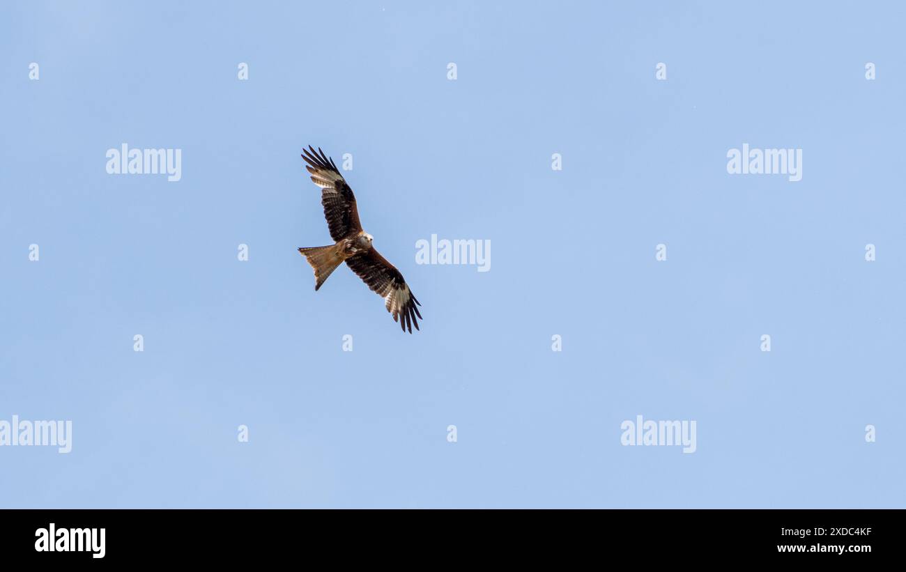 Portrait of red kite flying with spread wings flying in the blue sky ...