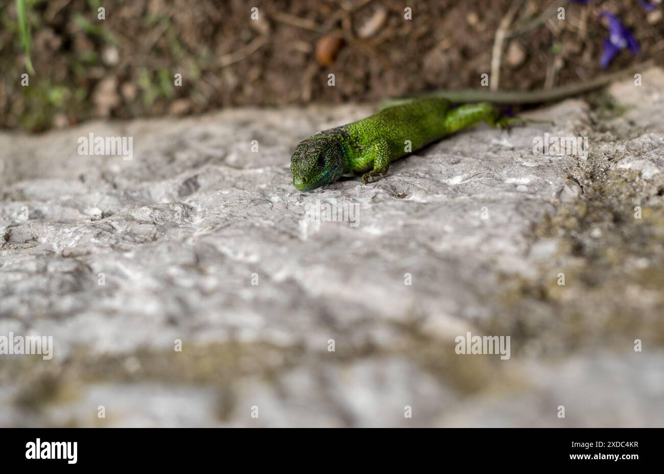 Colourful iguana lizard close hi-res stock photography and images - Alamy