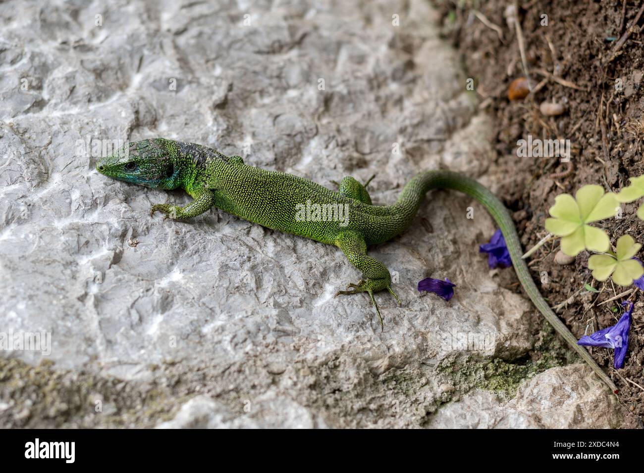 In nature, Eastern Green Lizard (Lacerta viridis) of bright green ...