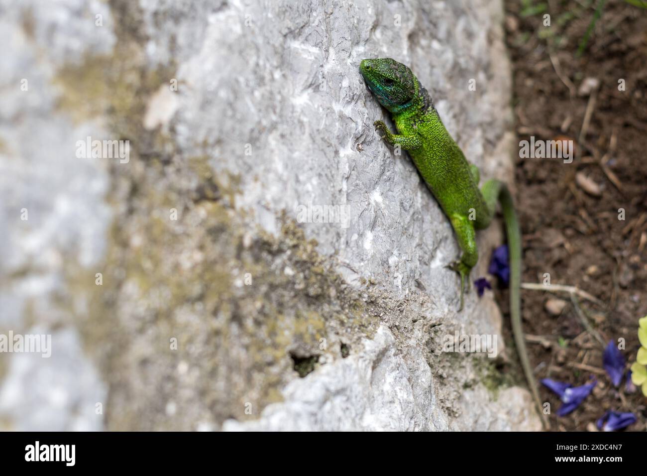 Colourful iguana lizard close hi-res stock photography and images - Alamy