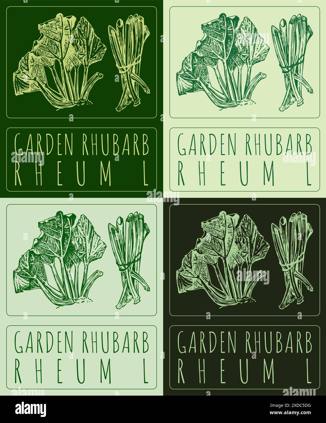 Set of vector drawing GARDEN RHUBARB in various colors. Hand drawn ...