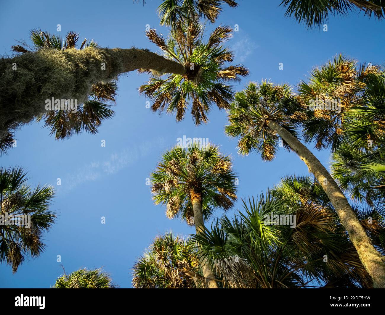 Looking up at tops of Palm trees with blue sky in Myakka River State ...