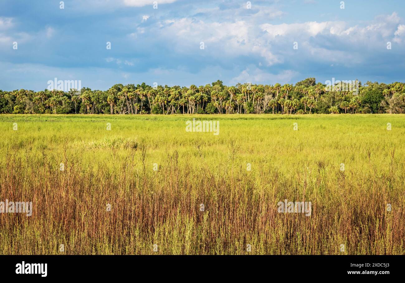 Field of grass in Myakka River State Park in Sarasota on the southwest ...