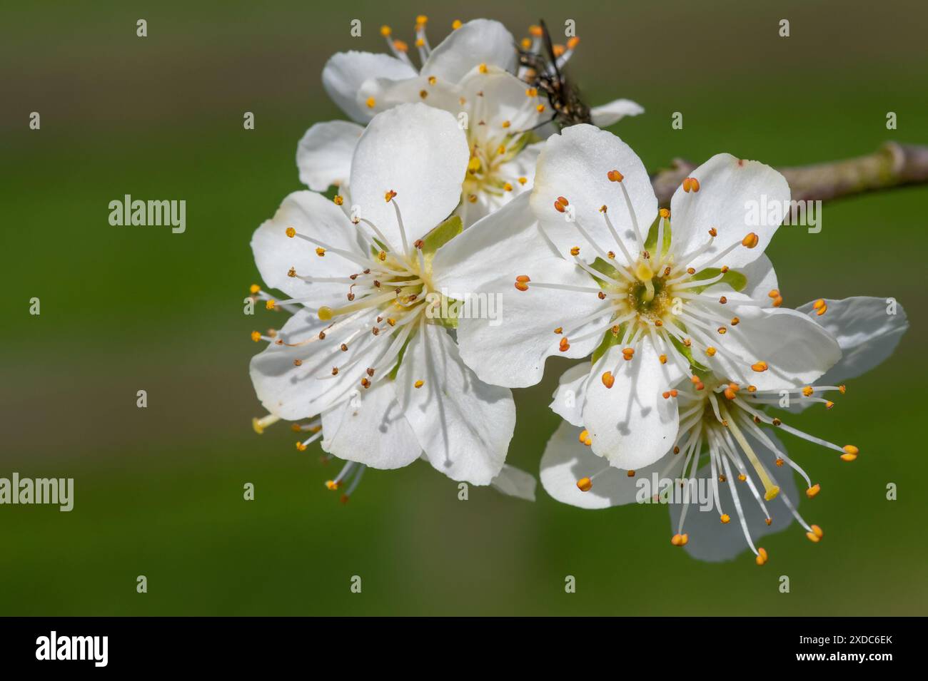 Macro shot of Chickasaw plum (prunus angustifolia) blossom Stock Photo ...