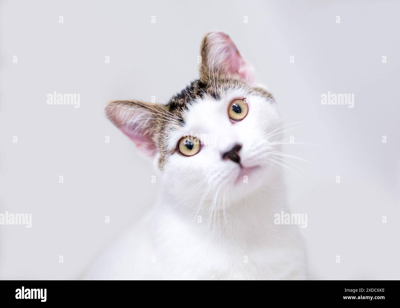 A shorthair cat with its left ear tipped, looking at the camera with a ...