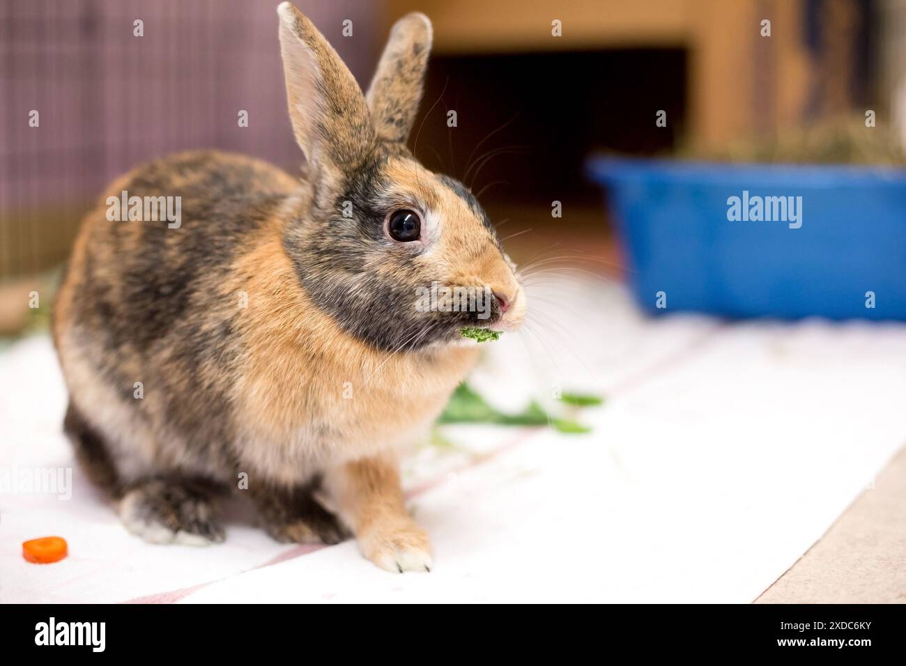 Tortoiseshell rabbit hi-res stock photography and images - Alamy