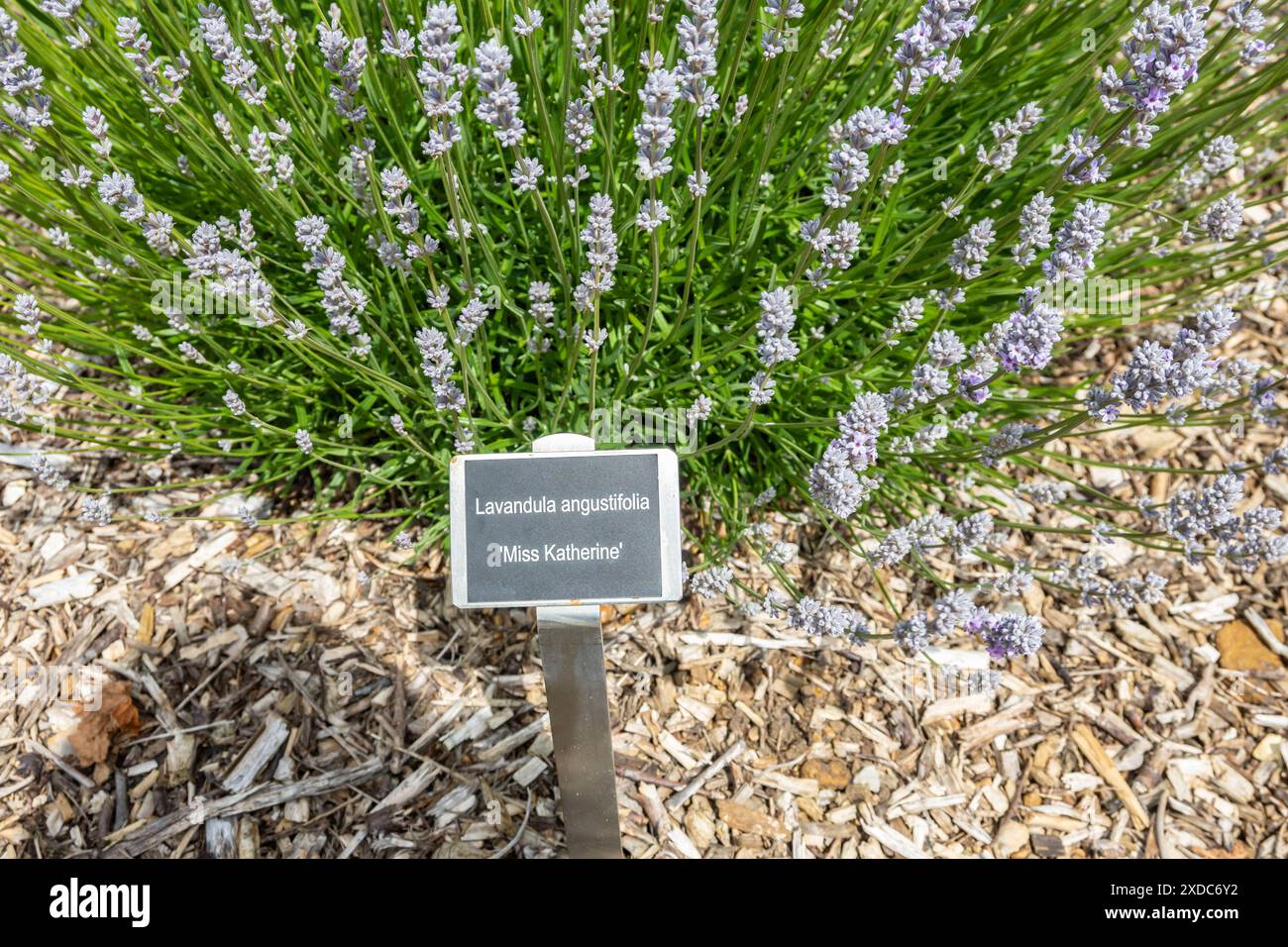 Photograph of a field of Lavandula angustifolia aka Miss Katherine ...
