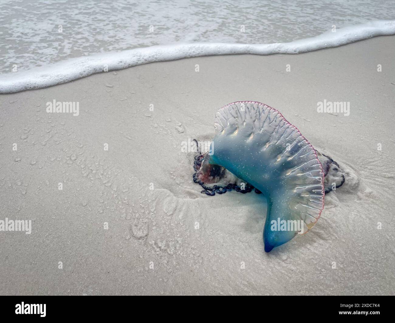 Portuguise Man O'War that had gotten washed ashore in Alabama. Concepts ...