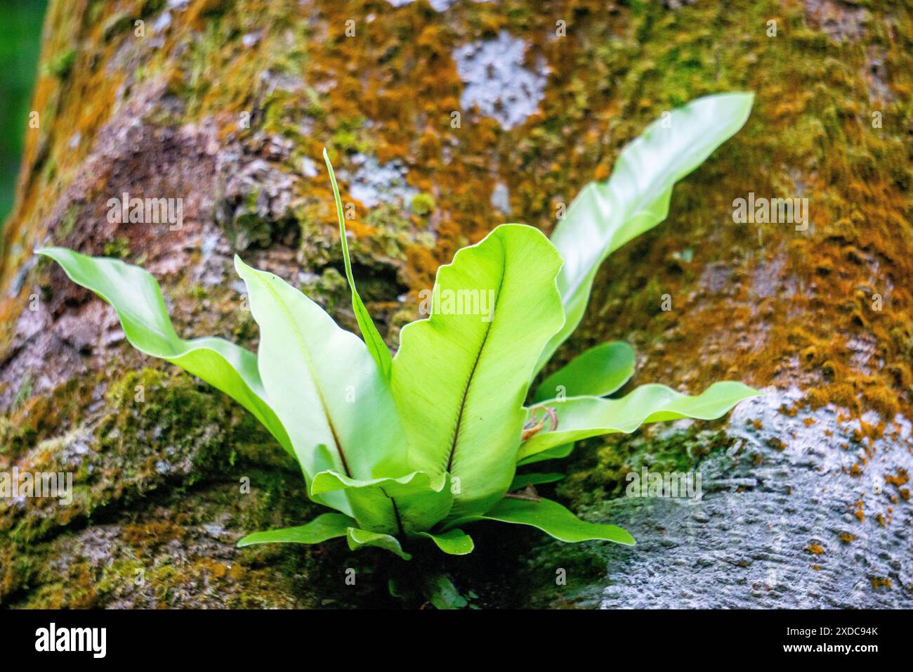 Asplenium nidus (nest fern, bird's-nest fern). Asplenium nidus is an epiphytic species of fern ...