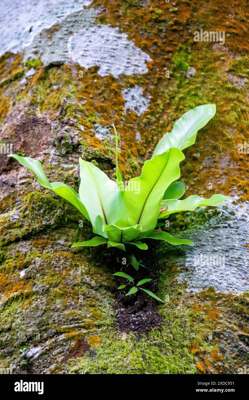 Asplenium nidus (nest fern, bird's-nest fern). Asplenium nidus is an ...
