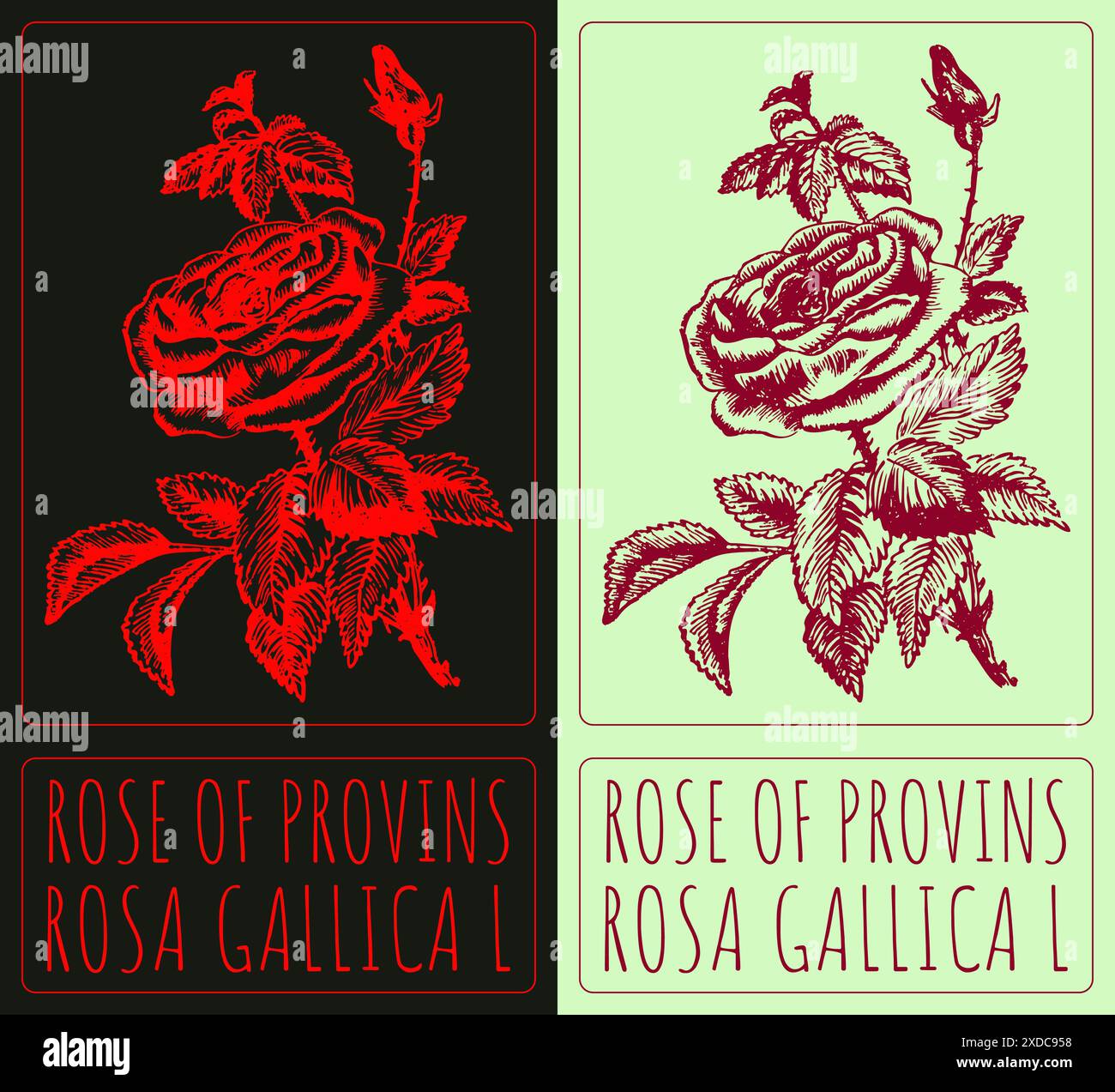 Vector drawing ROSE OF PROVINS. Hand drawn illustration. The Latin name ...