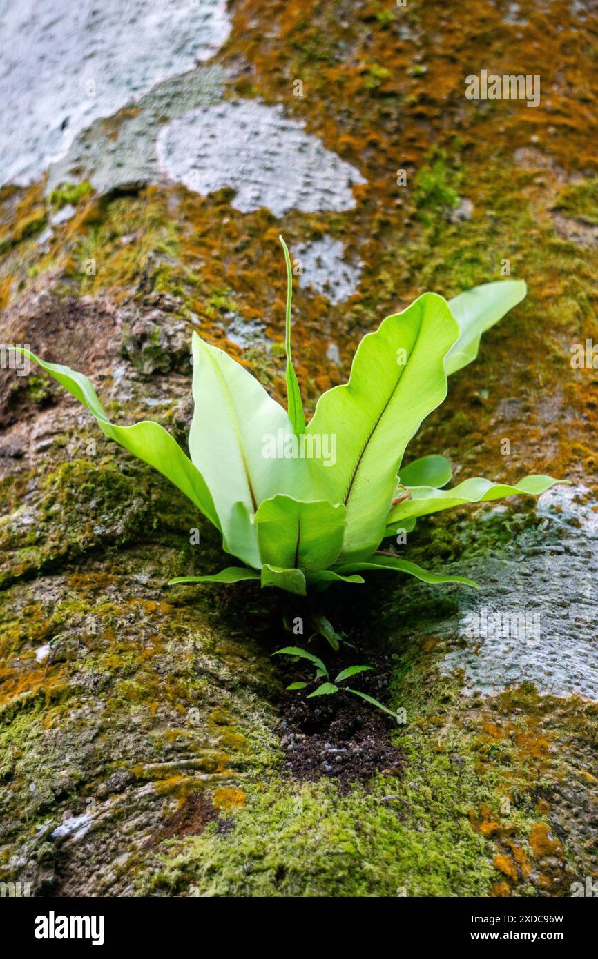 Asplenium nidus (nest fern, bird's-nest fern). Asplenium nidus is an ...