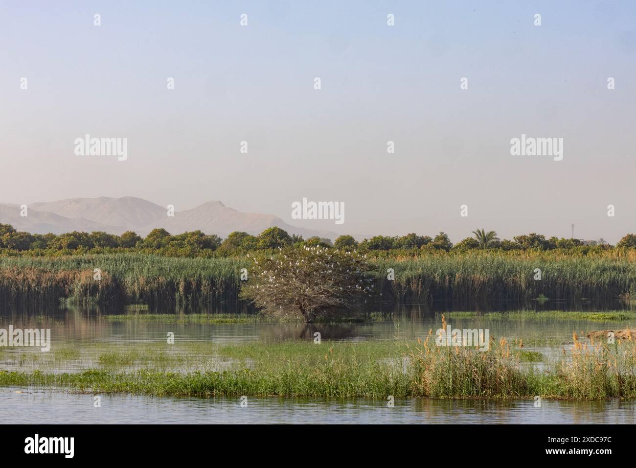Egrets perch in the early morning on a bush in the waters of the Nile ...