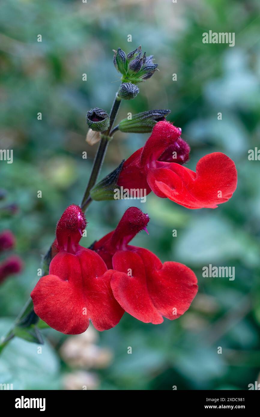 Salvia microphylla cv. Royal Bumble, Lamiaceae. Ornamental sage, Small ...