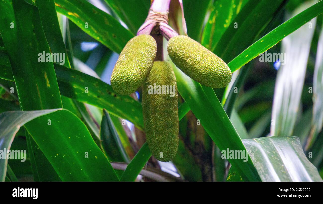 Sili hi-res stock photography and images - Alamy