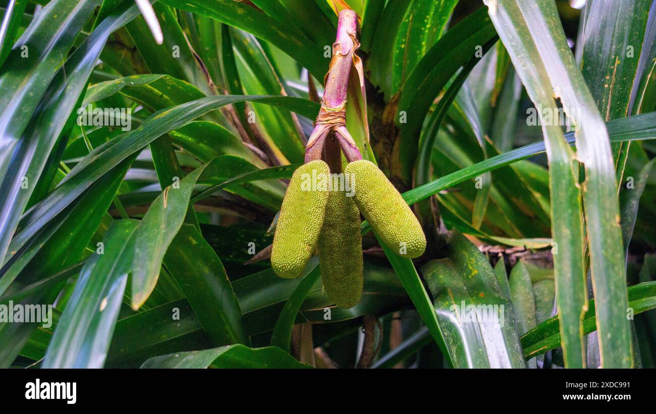 Benstonea kurzii (pandan sili, Srengseng, Pandanus caricosus, Pandanus ...