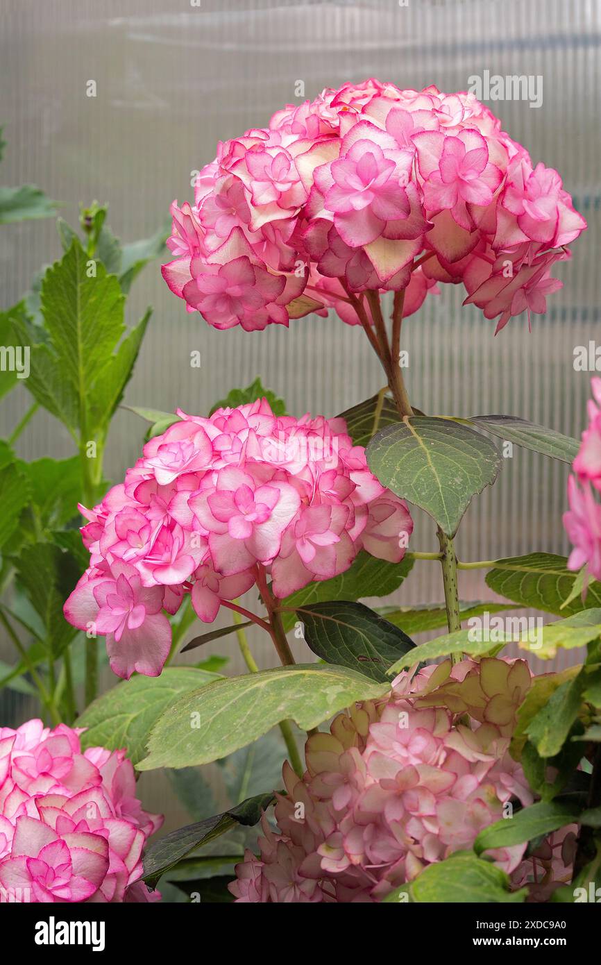 Hydrangea macrophylla (You and Me) cv. Miss Saori, Hydrangeaceae ...