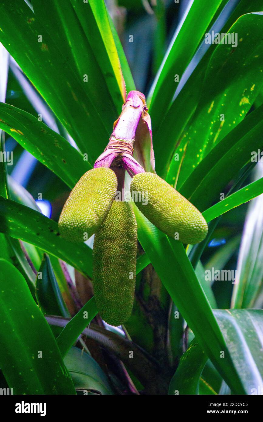 Benstonea kurzii (pandan sili, Srengseng, Pandanus caricosus, Pandanus ...