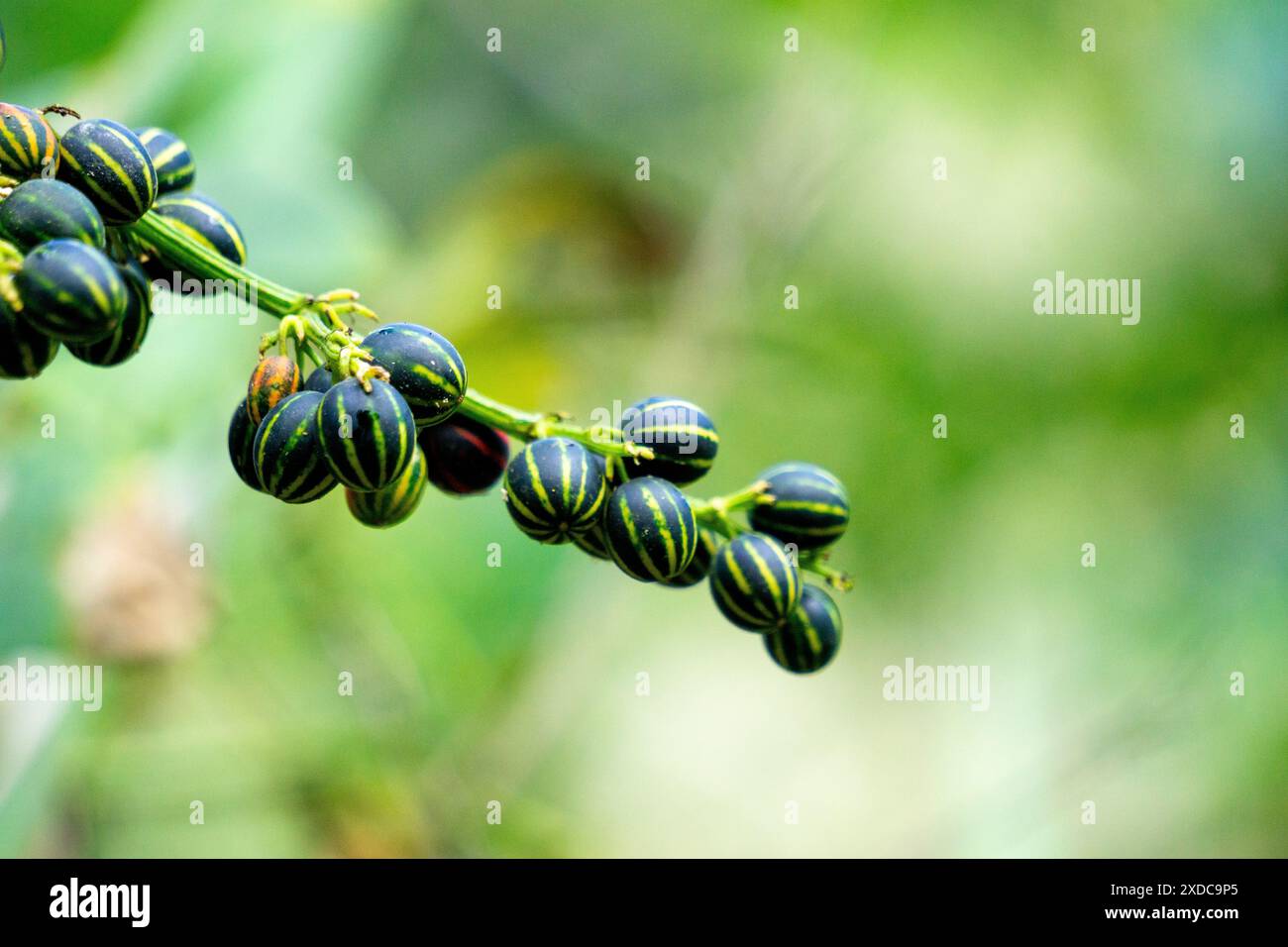 Bryonopsis laciniosa. Bryonies are occasionally grown in gardens and ...