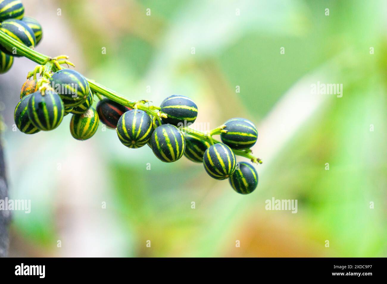 Bryonopsis laciniosa. Bryonies are occasionally grown in gardens and ...