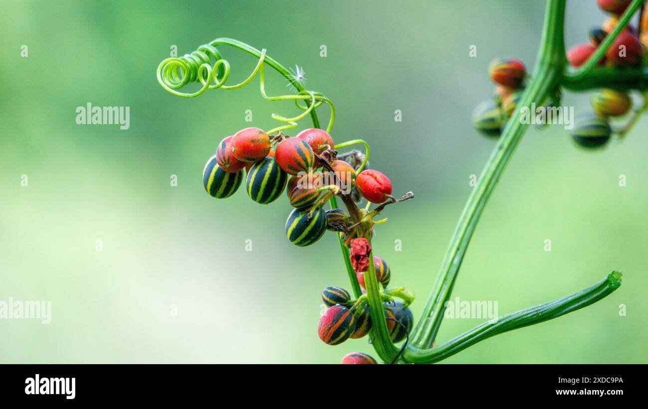 Bryonopsis laciniosa. Bryonies are occasionally grown in gardens and ...