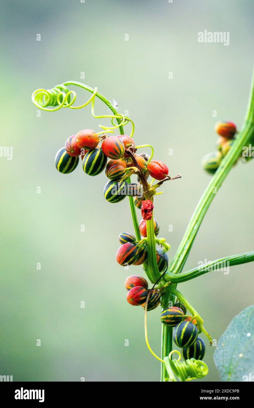 Bryonopsis laciniosa. Bryonies are occasionally grown in gardens and ...