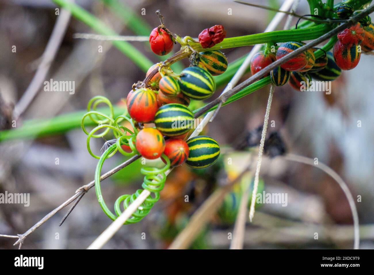 Bryonopsis laciniosa. Bryonies are occasionally grown in gardens and ...