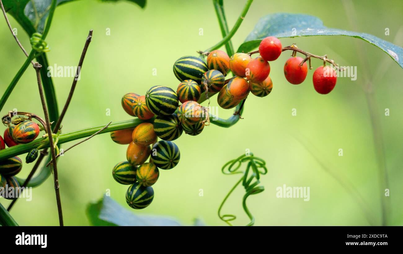 Bryonopsis laciniosa. Bryonies are occasionally grown in gardens and ...