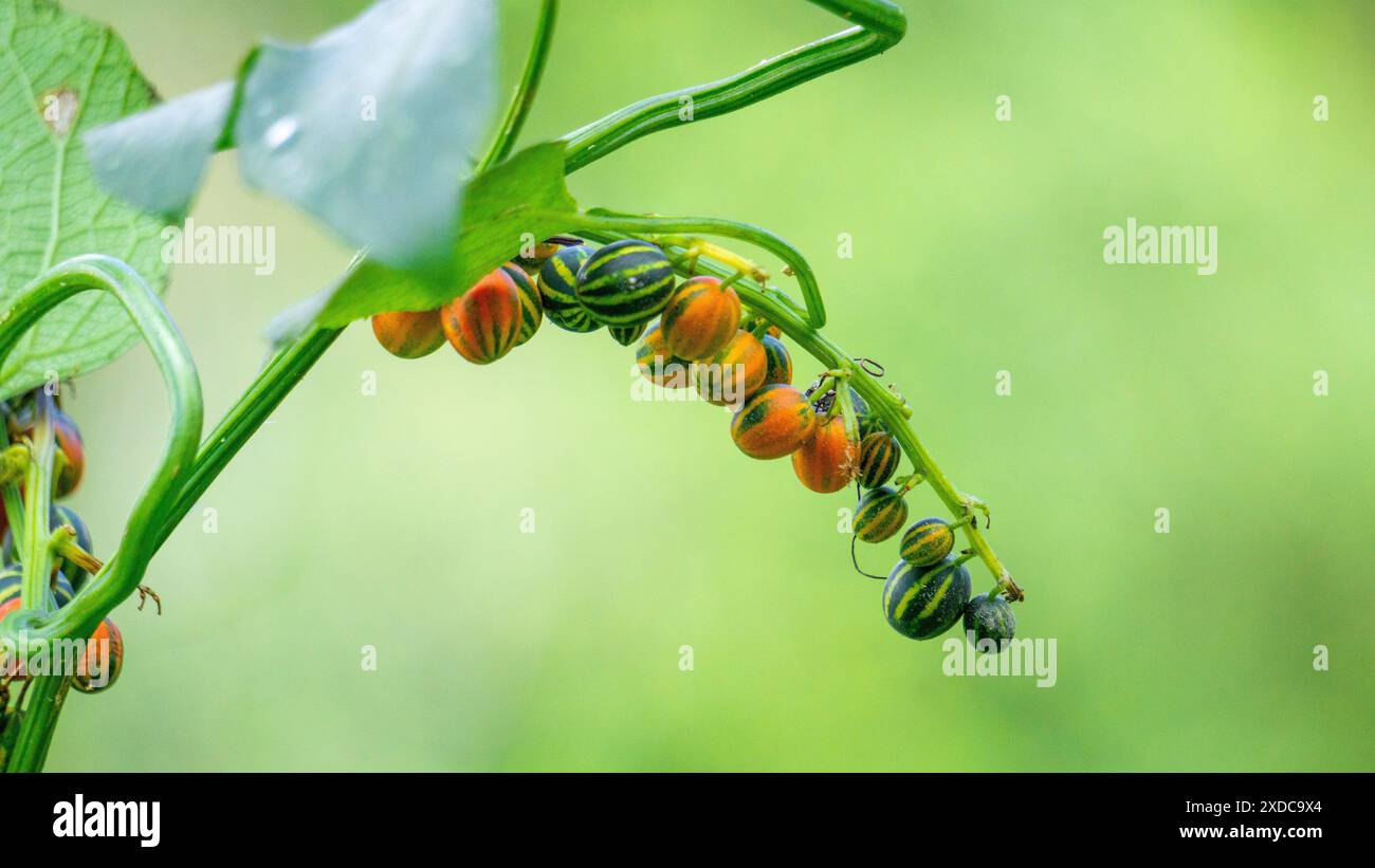 Bryonopsis laciniosa. Bryonies are occasionally grown in gardens and ...