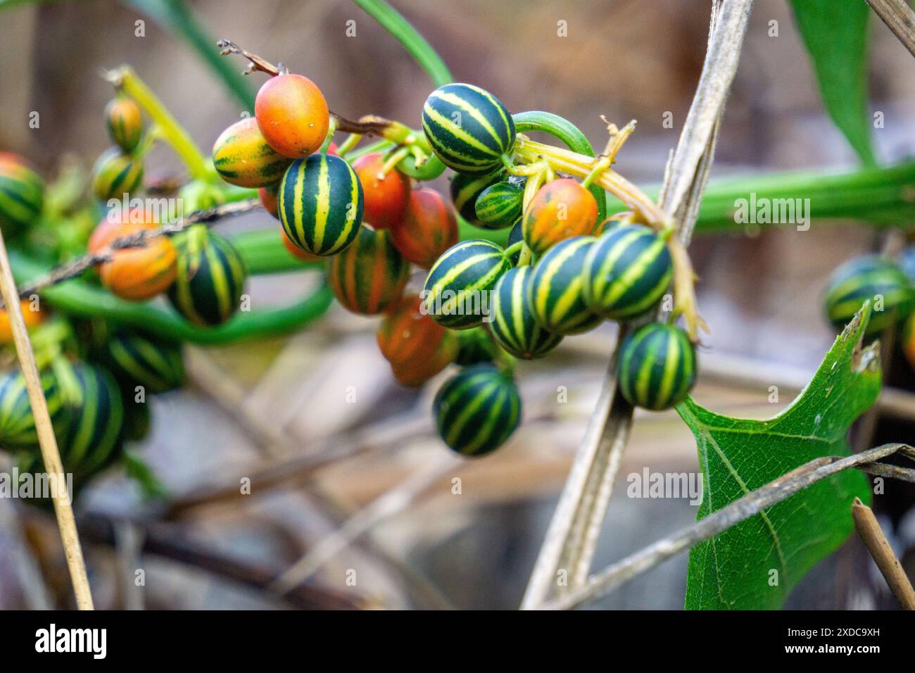 Bryonopsis laciniosa. Bryonies are occasionally grown in gardens and ...