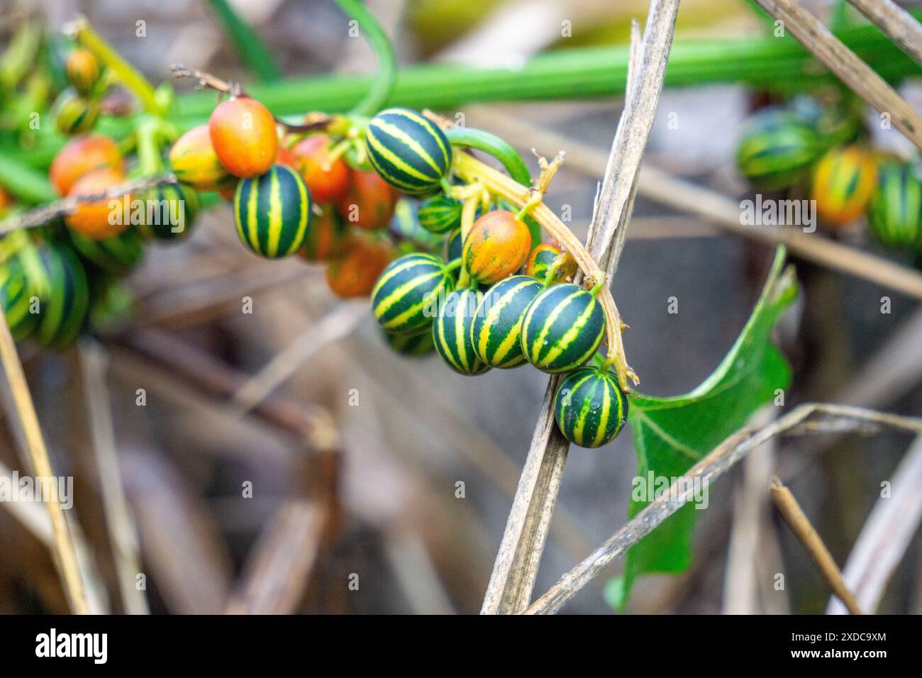 Bryonopsis laciniosa. Bryonies are occasionally grown in gardens and ...
