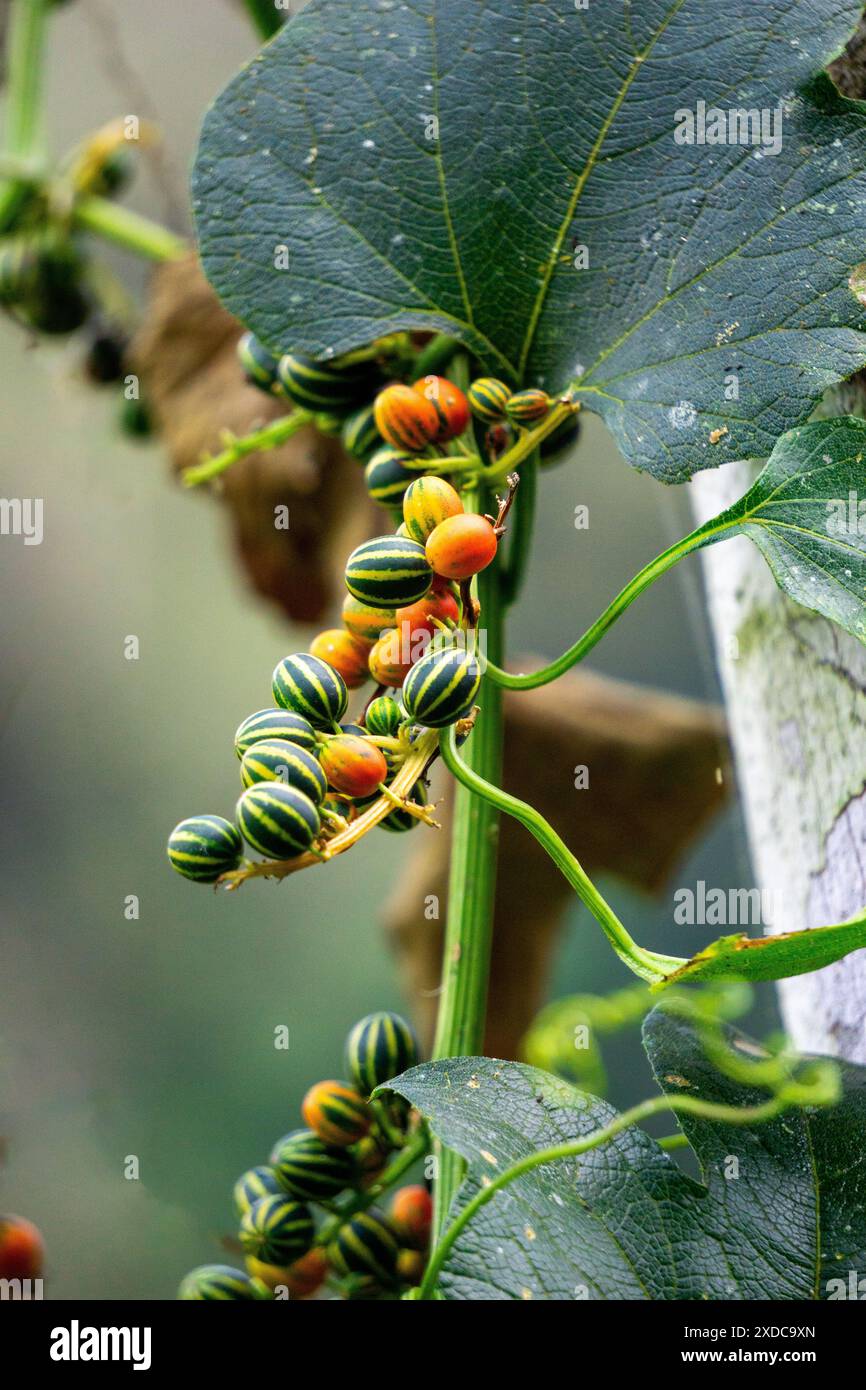 Bryonopsis laciniosa. Bryonies are occasionally grown in gardens and ...