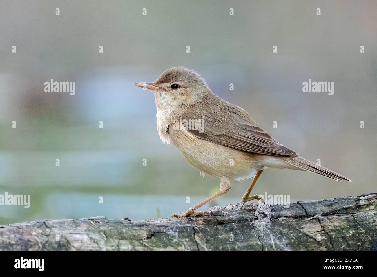 Common Reed Warbler, Acrocephalus scirpaceus, single adult standing on ...