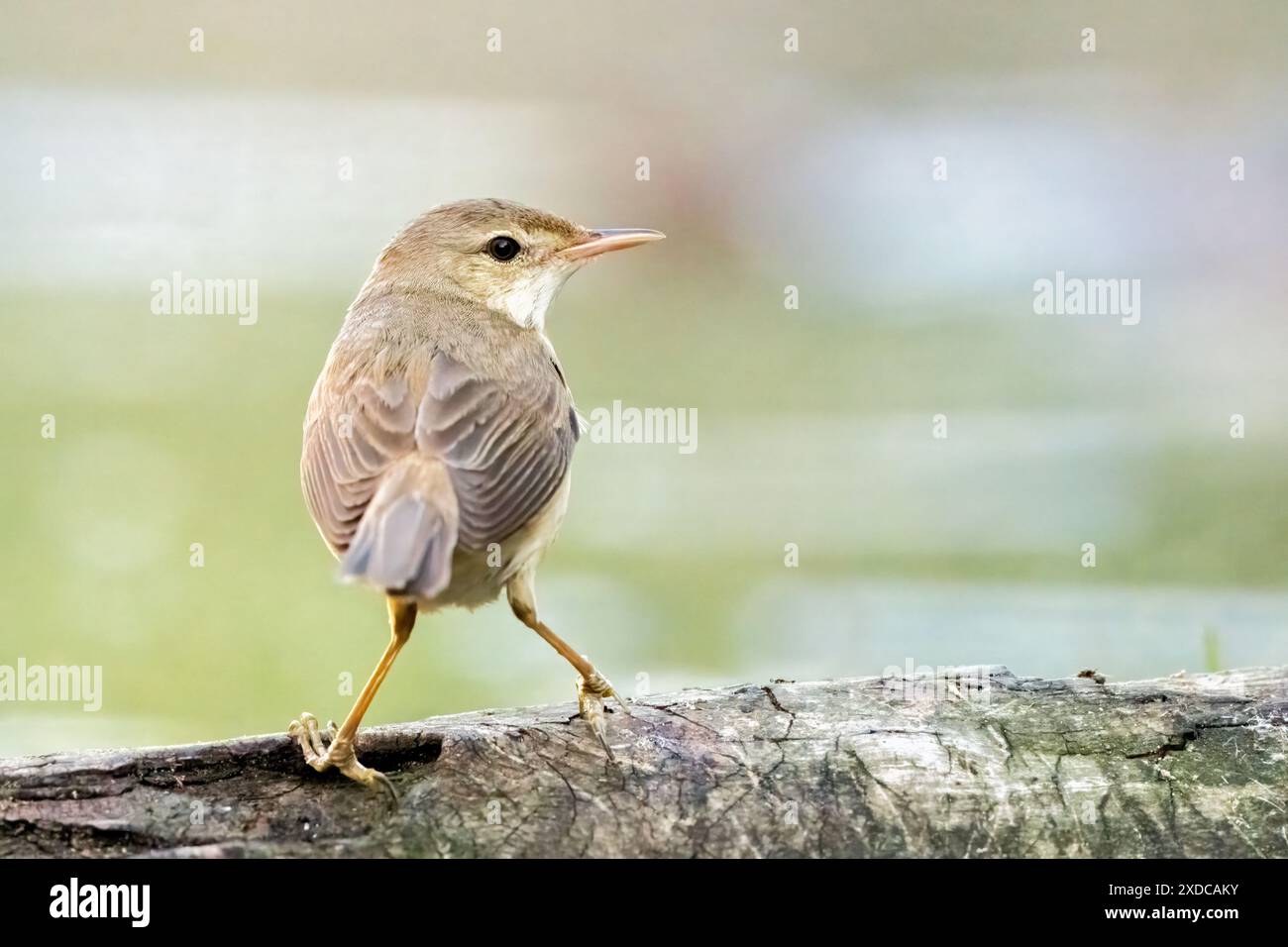 Common Reed Warbler, Acrocephalus scirpaceus, single adult standing on ...